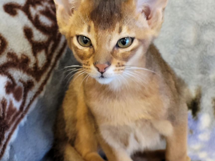 Отдам абиссинский котенок 3 месяца