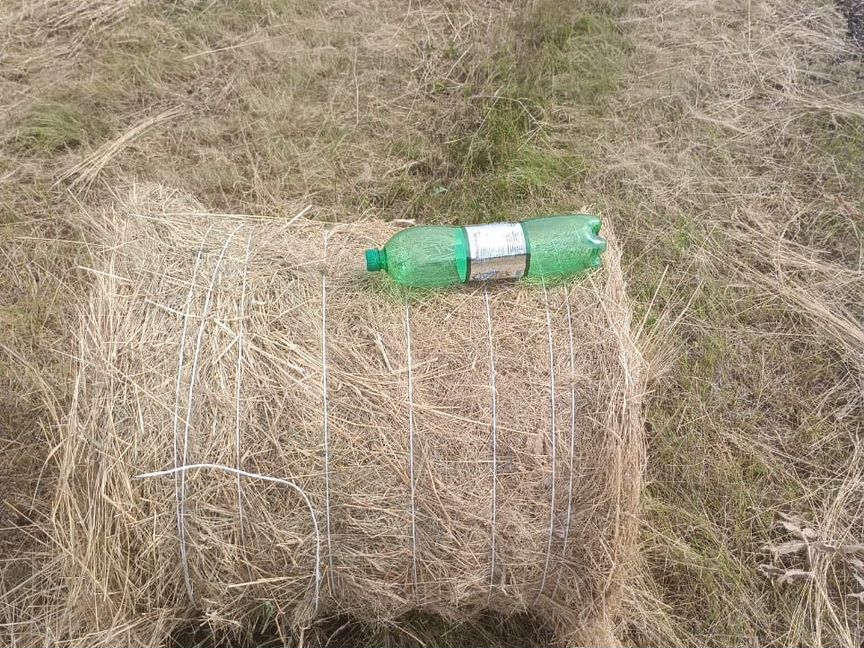 Сено, 2023 года. В рулонах 30кг,Сено просто супер