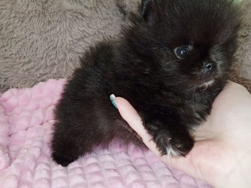 Настоящий померанский гном