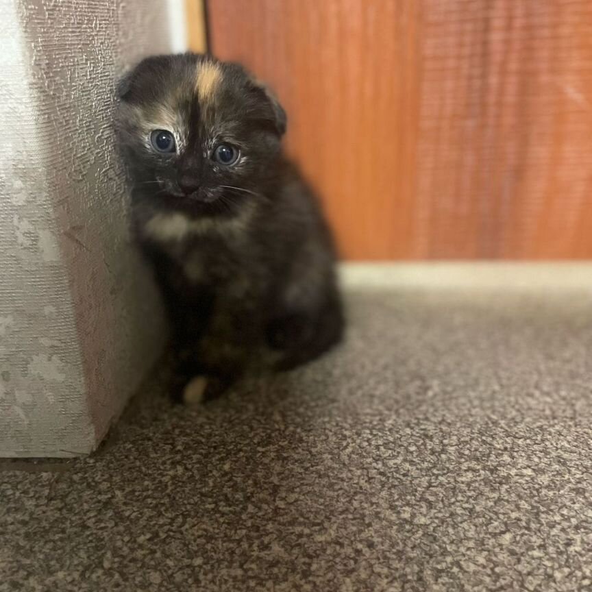 Кошечка