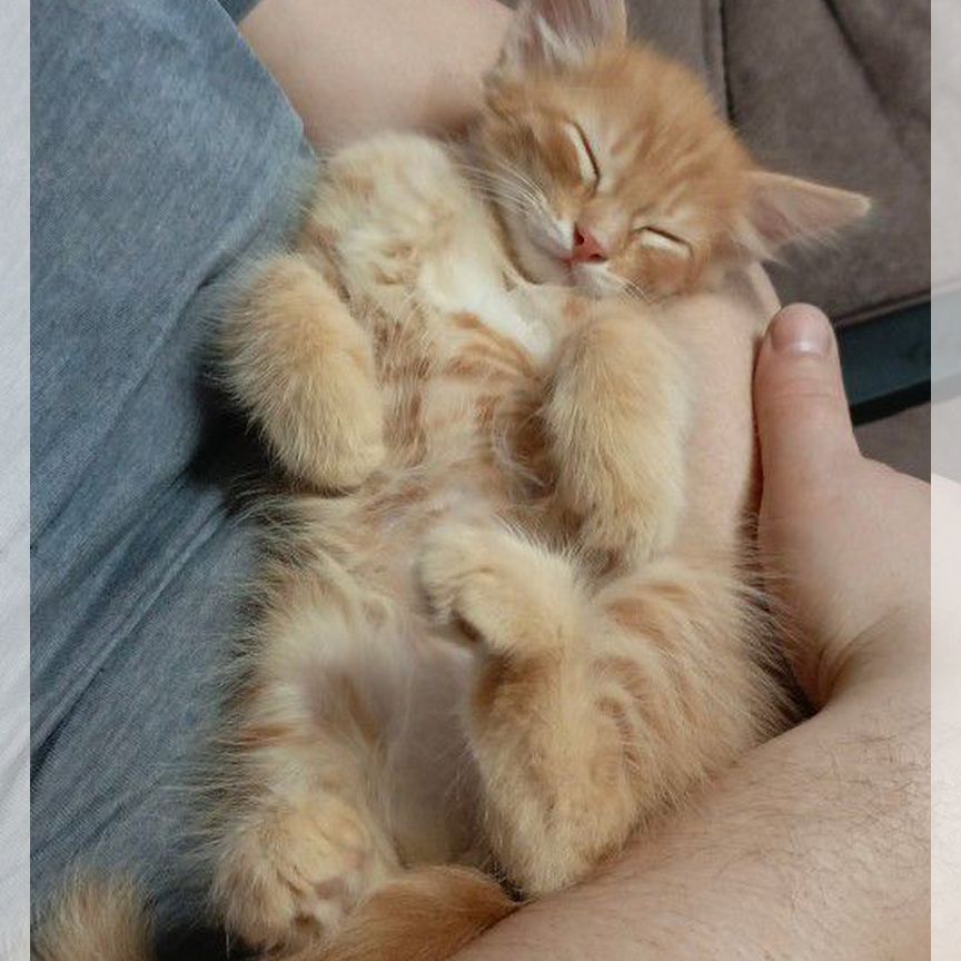 Котёнок от частного владельца