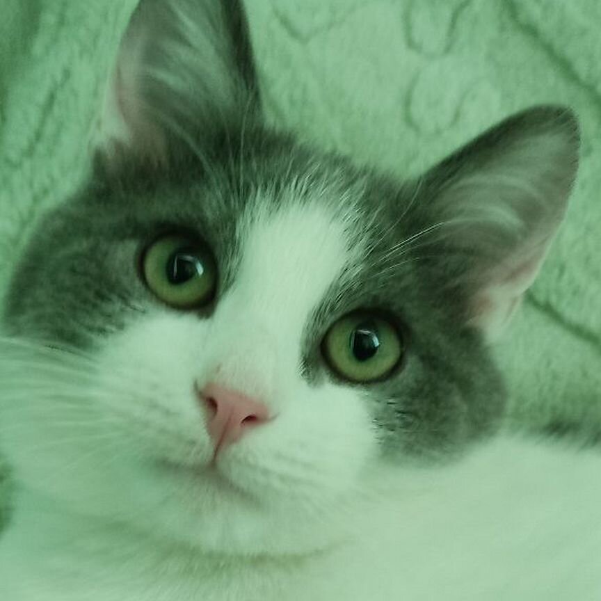 Взрослый кот в добрые руки