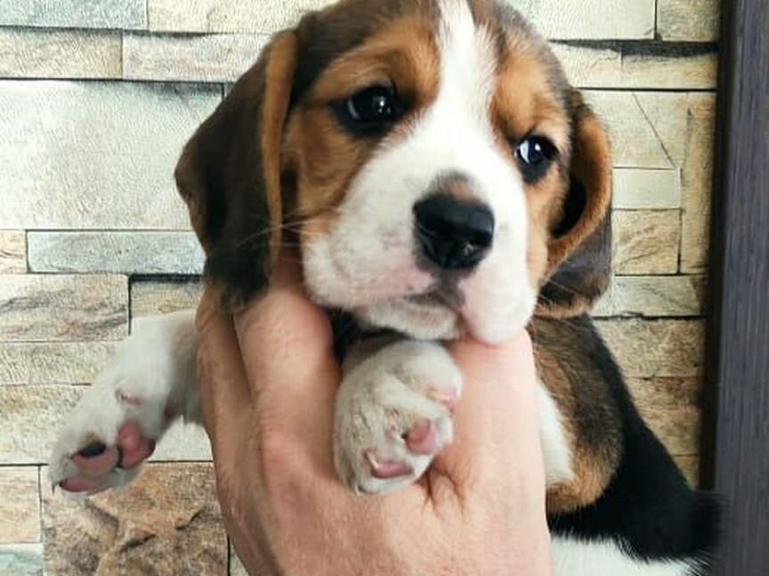 Биглюши плюшевые ушки