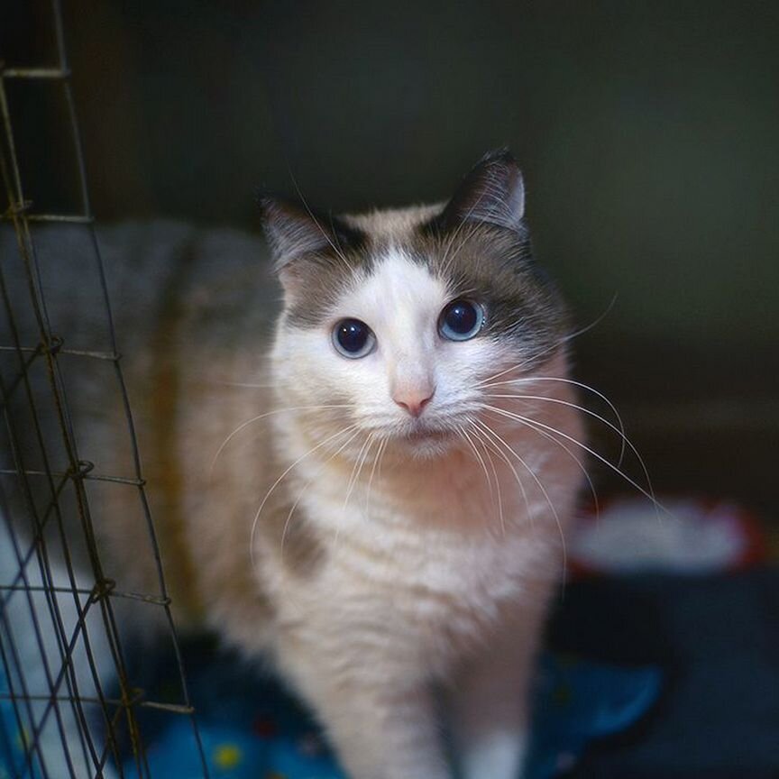 Кошечка Лазурь в добрые руки