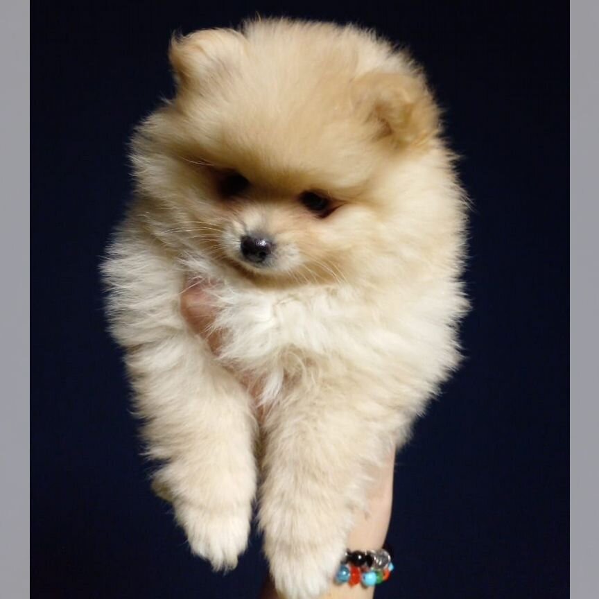 Померанский шпиц, щенок