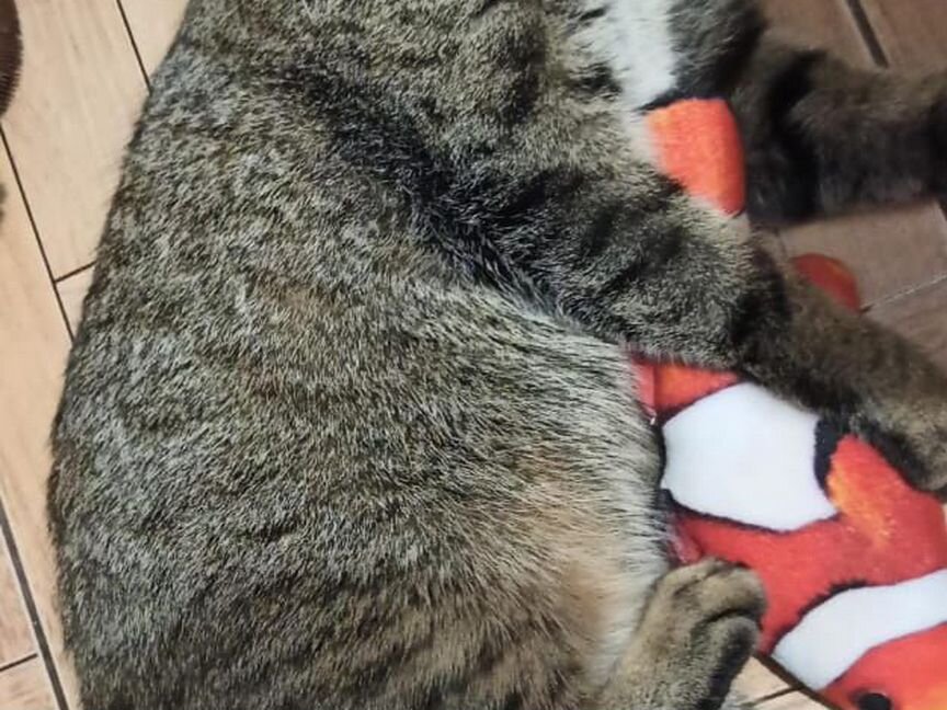 Короткошерстная кошка