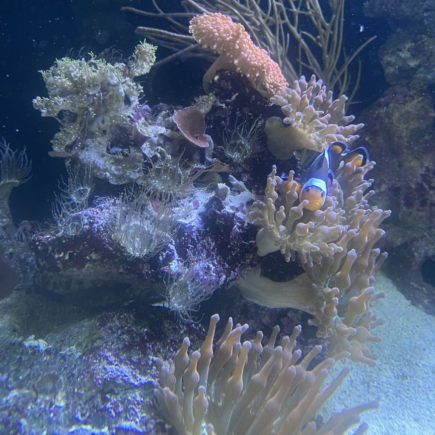 Морские кораллы