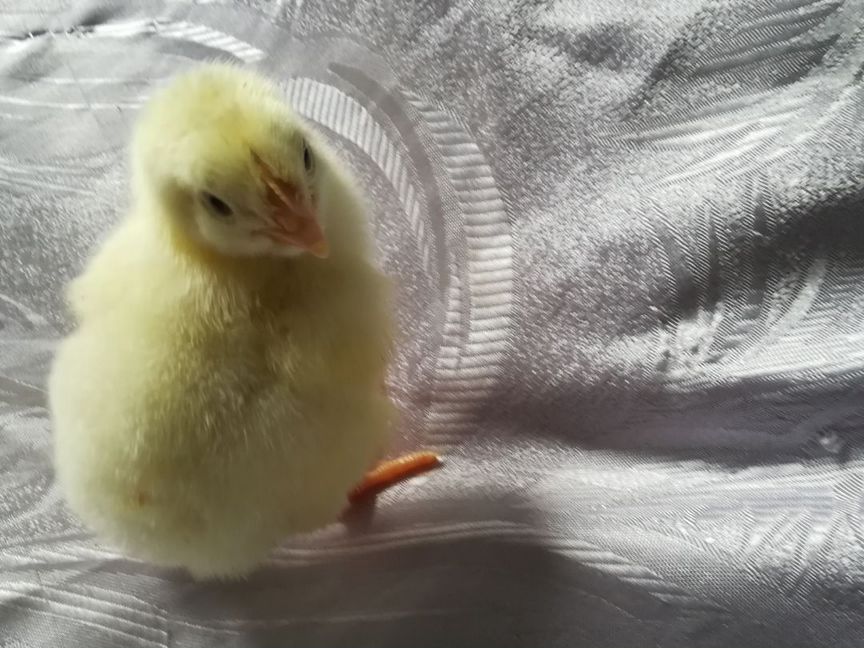 Цыплята суточные