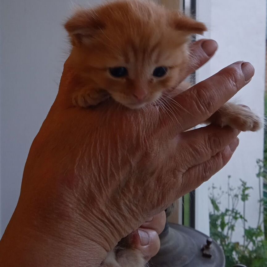 Котик рыжик ищет хозяйку добрую