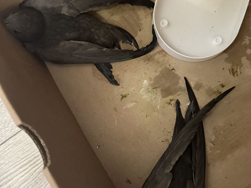 Стрижи В добрые руки