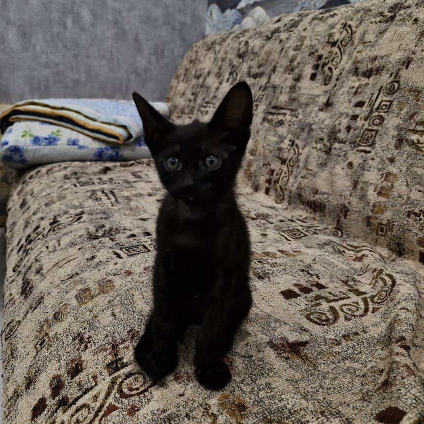 Ориентальный котёнок