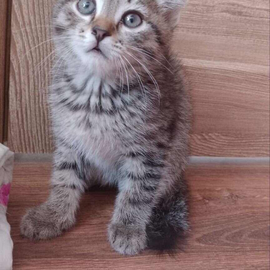 Котятки полубританчики