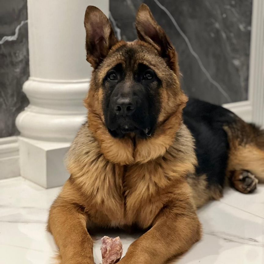 Чудесная девочка породы немецкая овчарка