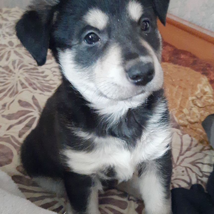 Отдам бесплатно щенка