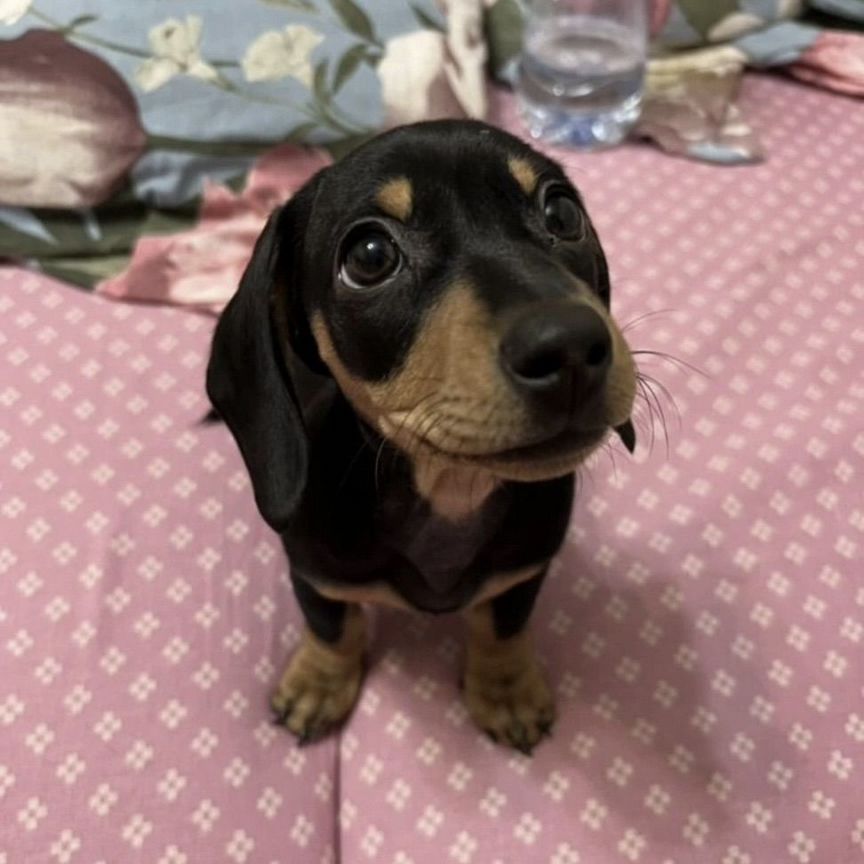 Щенок таксы