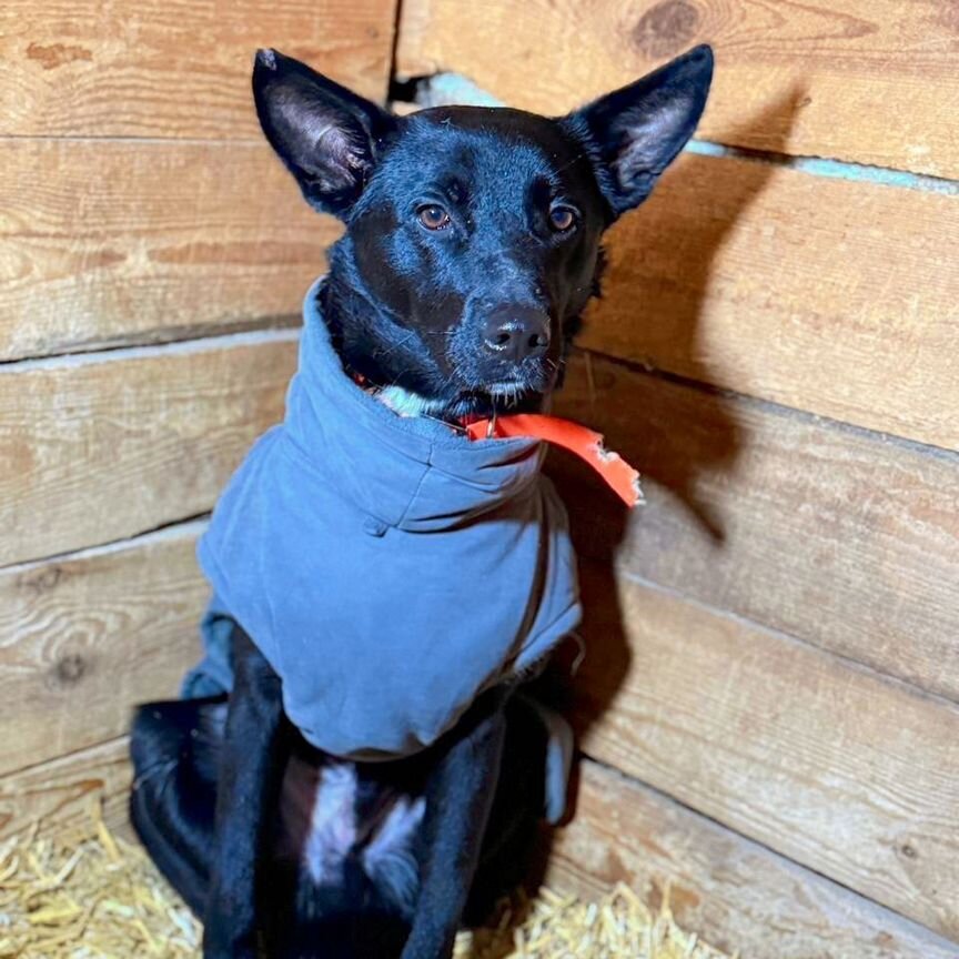 Молодой пес Трюфель из приюта в добрые руки