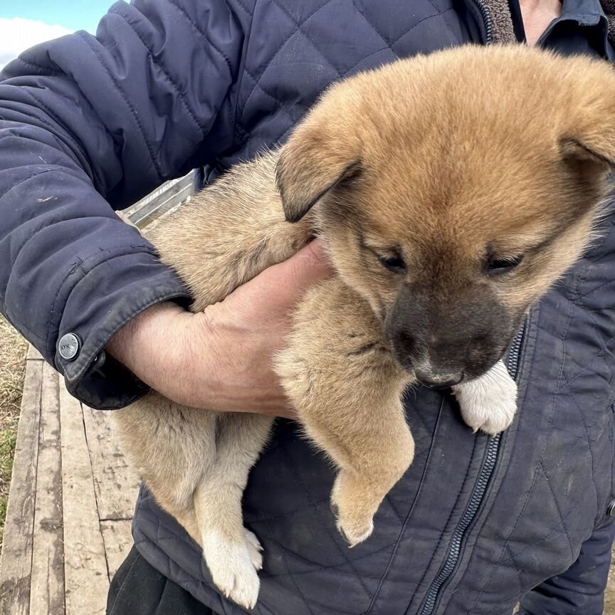 Западносибирская лайка, щенок