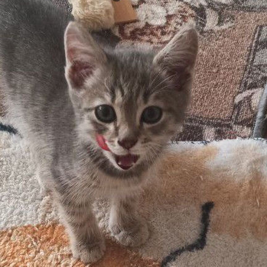 Котёнок в добрые руки