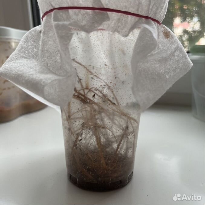 Муха дрозофила