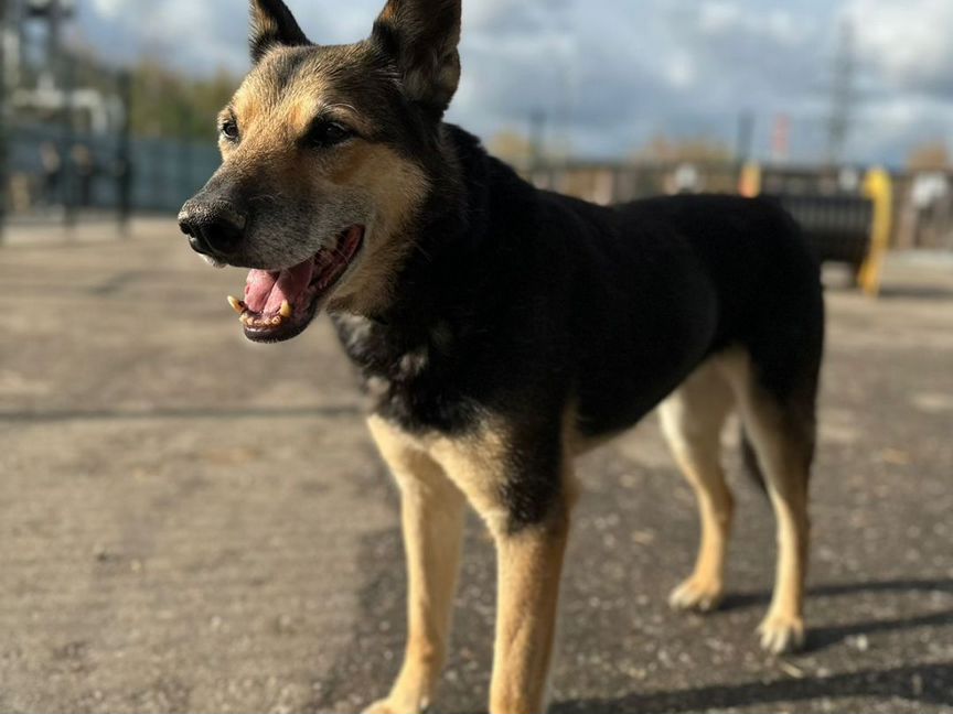 Скромная Монти ждёт своего хозяина в приюте