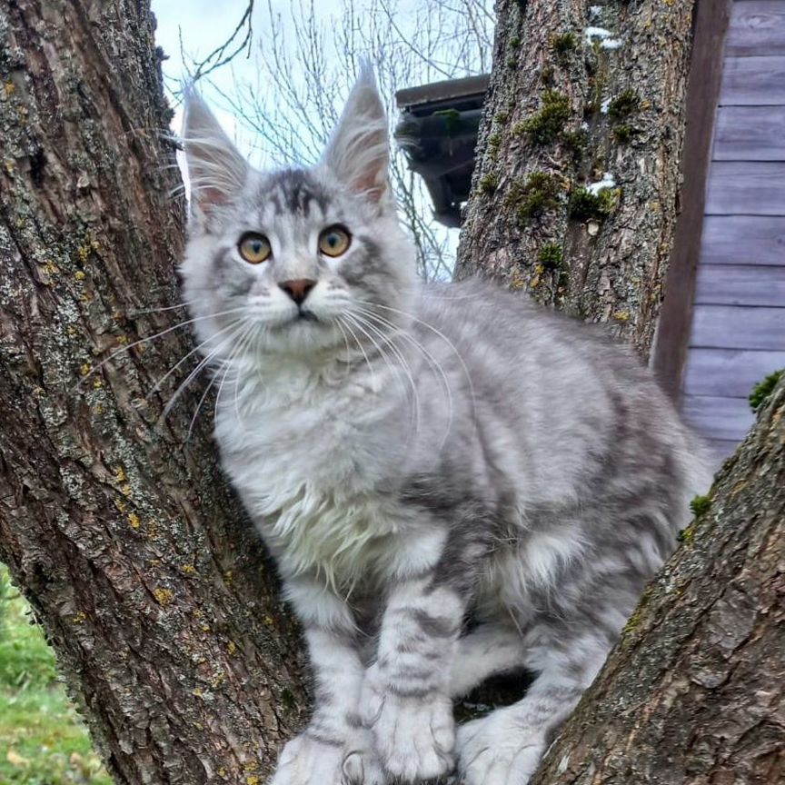 Котик серебро полидакт 66/66