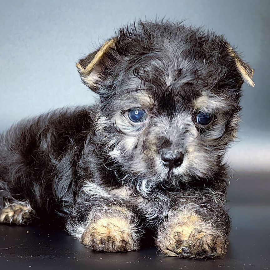 Мини крошка