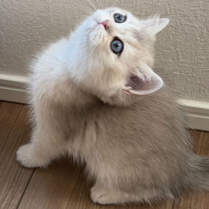 Британский короткошёрстный котёнок