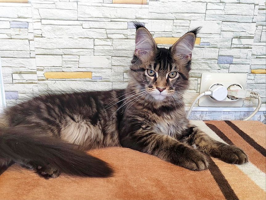 Шикарный котик