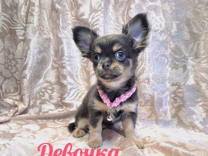 Чихуахуа-детки