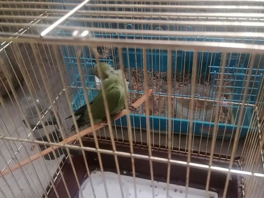 Неразлучник птенец