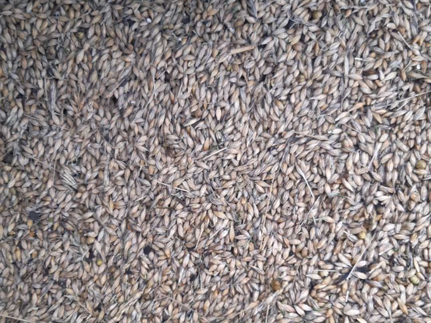 Зерно пшеница ячмень