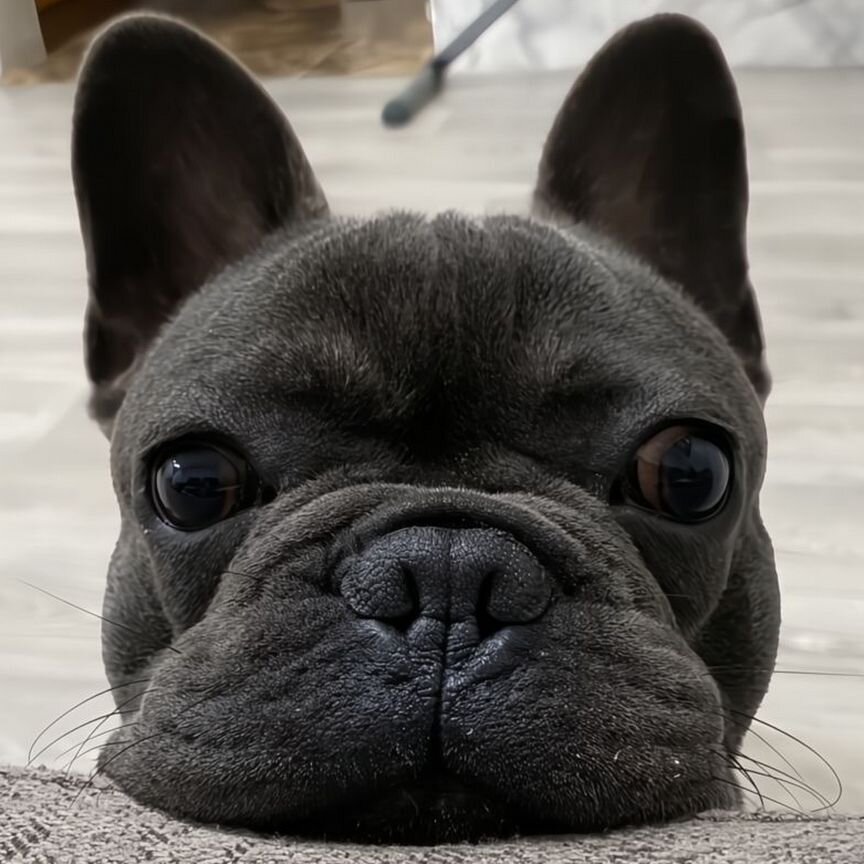 Французский бульдог, щенок