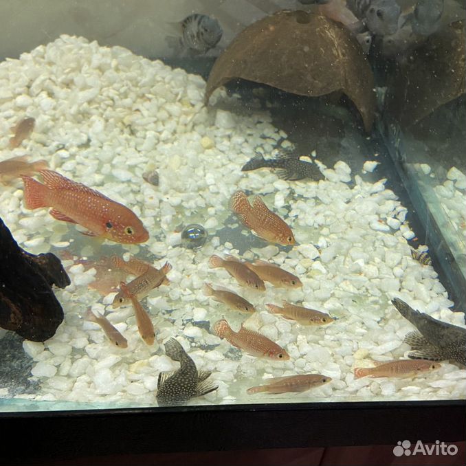 Хромис красавец