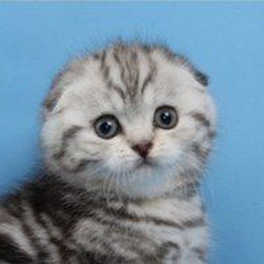 Британский короткошёрстный котёнок