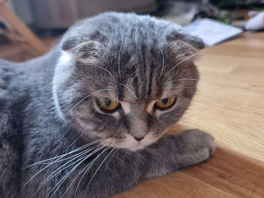 Котята шотландской вислоухой кошки