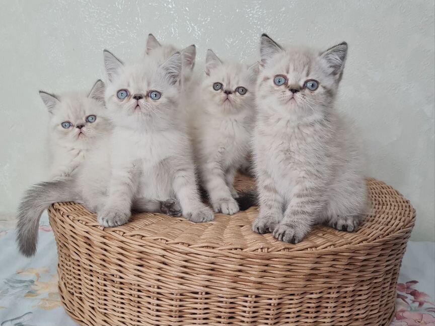 Котята Экзоты
