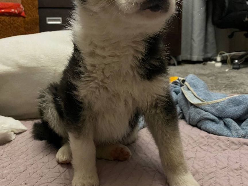 Щенок лайки