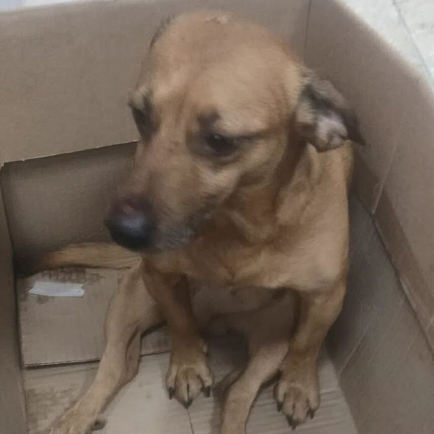 Взрослый пёс в добрые руки