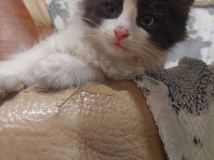 Маленький игривый котенок ищет семью