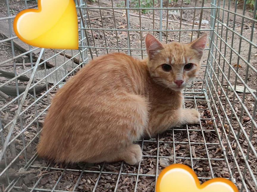 Котëнок мальчик ищет дом