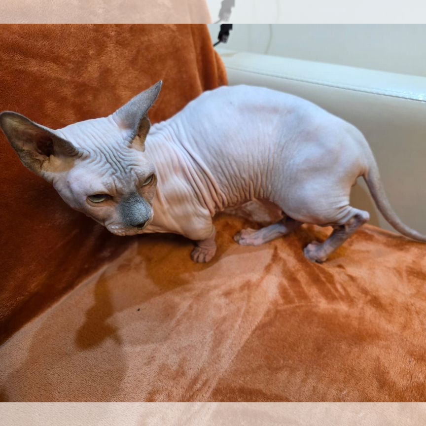 Канадский сфинкс, взрослый кот