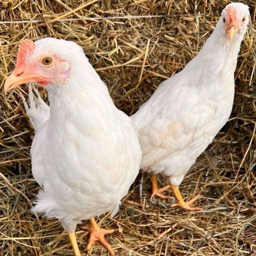 Куры несушки молодки