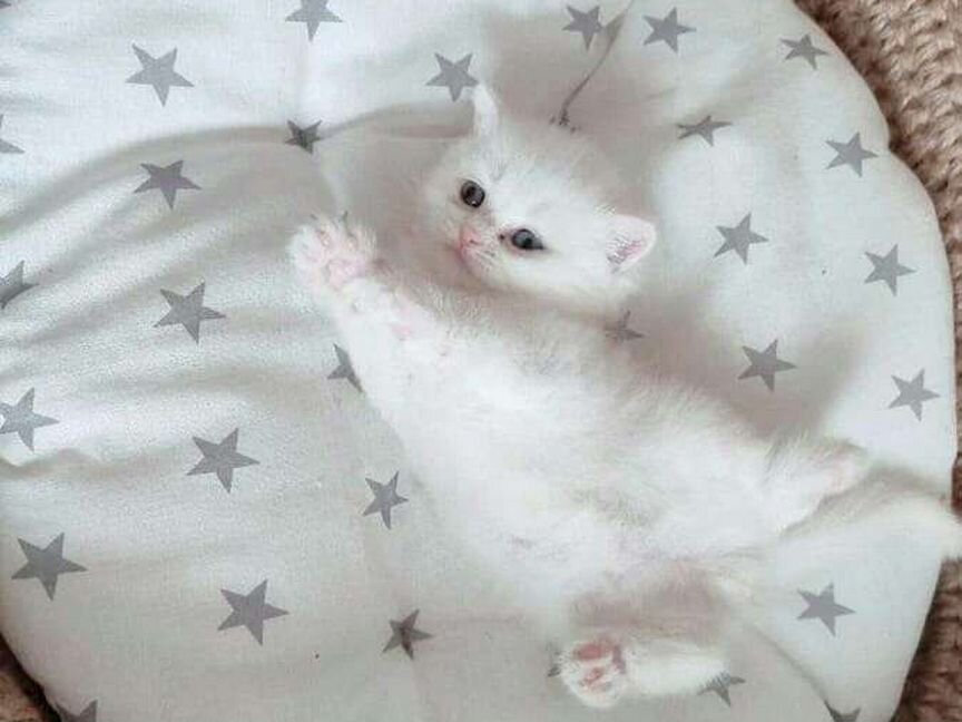 Белоснежные котята шиншилла