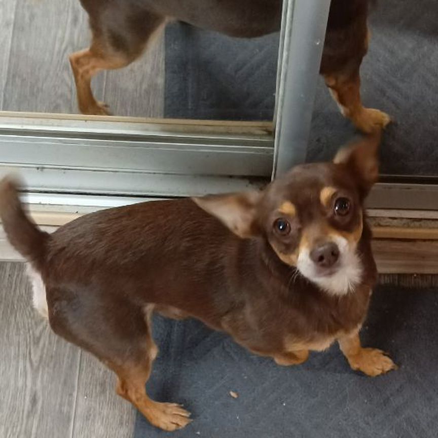 Русский той-терьер, взрослый пёс