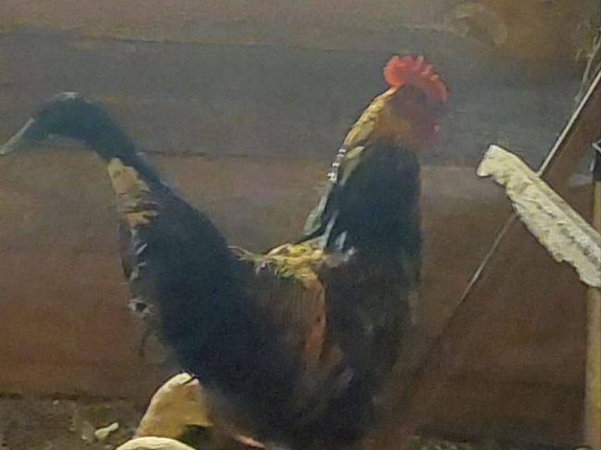 Петух лакиданзи