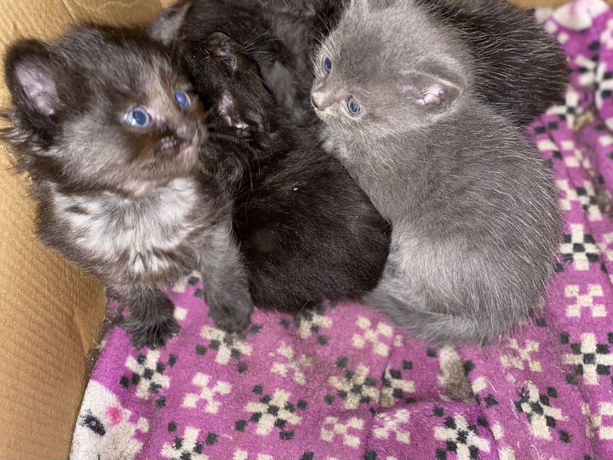 Котятки