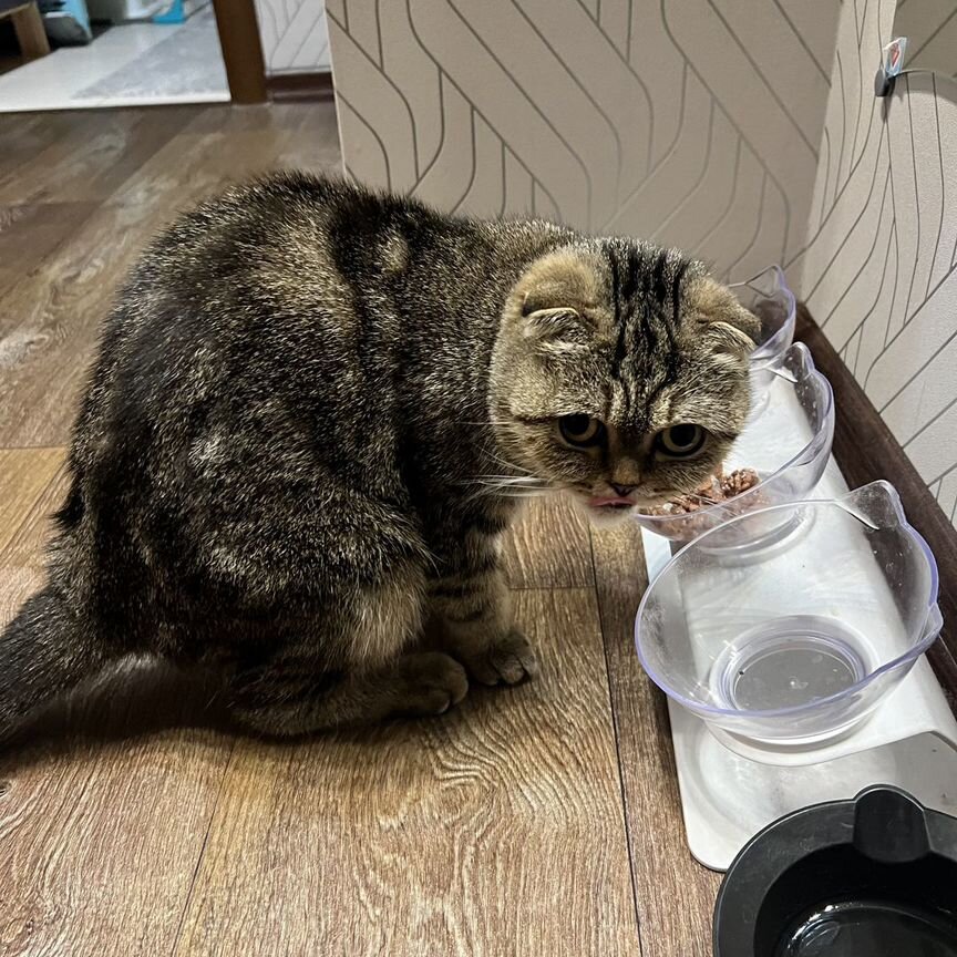 Отдам в добрые руки