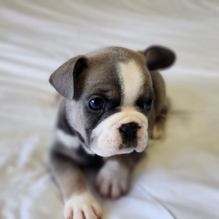 Французский бульдог щенки