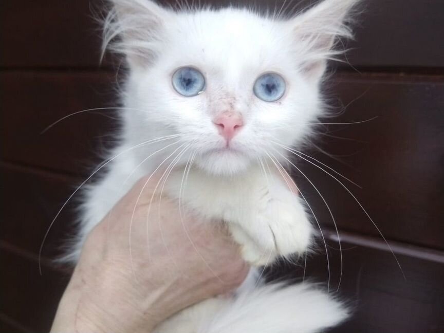 Синеглазый тушкан 3 мес. Девочка