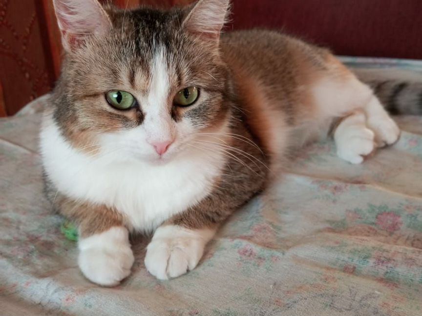 Кошка